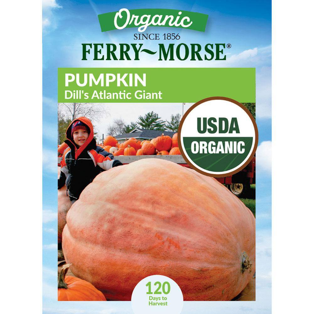 Ferry-Morse Organic Pumpkin Dills Atlantic Fruit Seeds 9858 - The Home ...