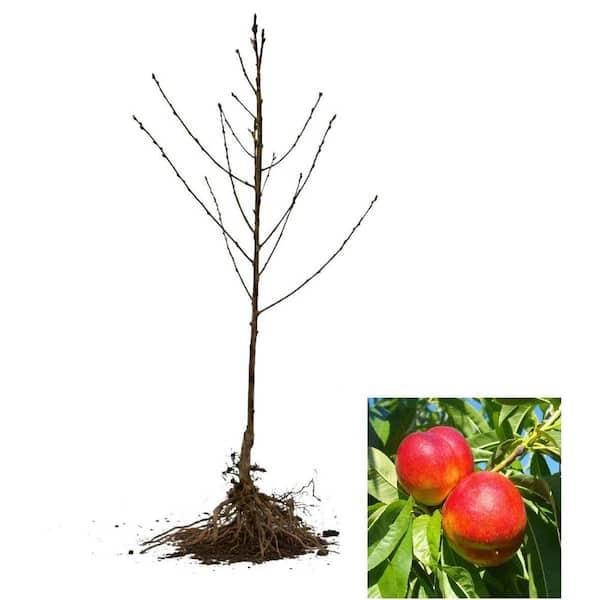 Nectarine Tree - Fruit Trees - The Home Depot