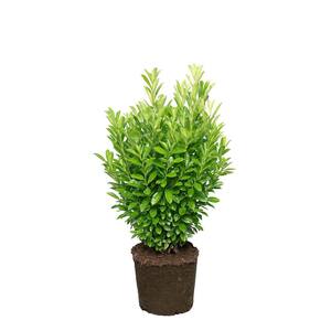 Online Orchards 1 gal. Mt. Vernon English Laurel Shrub – Low-Growing ...