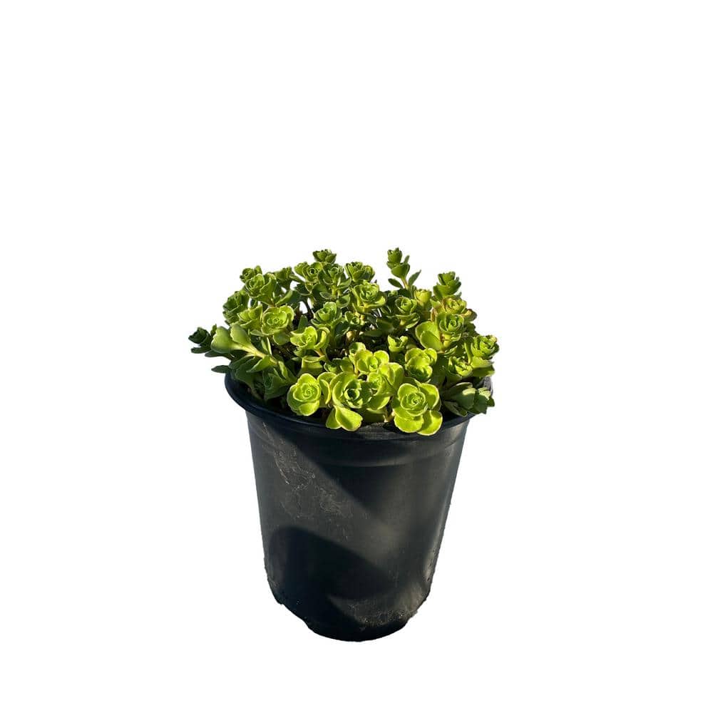 Cesicia John Creech Stonecrop Plant in Separate in Pots (3-Pack) W-01 ...