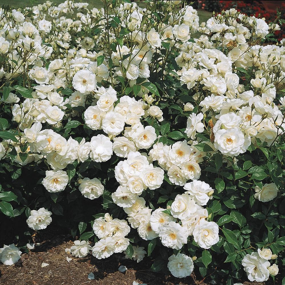 Spring Hill Nurseries Iceberg Floribunda Own Root Rose Dormant Bare ...