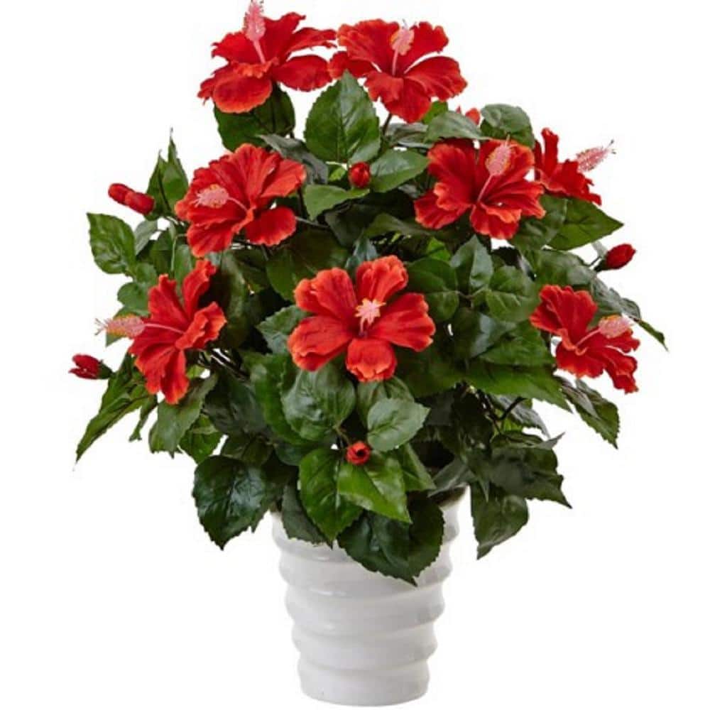 BELL NURSERY 3 Gal. Flowering Hibiscus Premium Standard Shrub 549383 ...