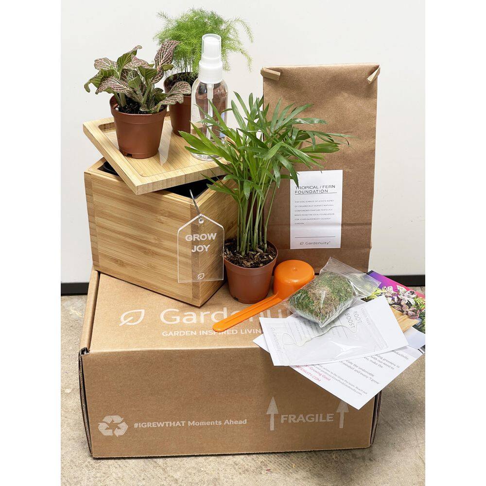 national PLANT NETWORK 3 in. Tropical Plant Desktop Garden Kit in ...