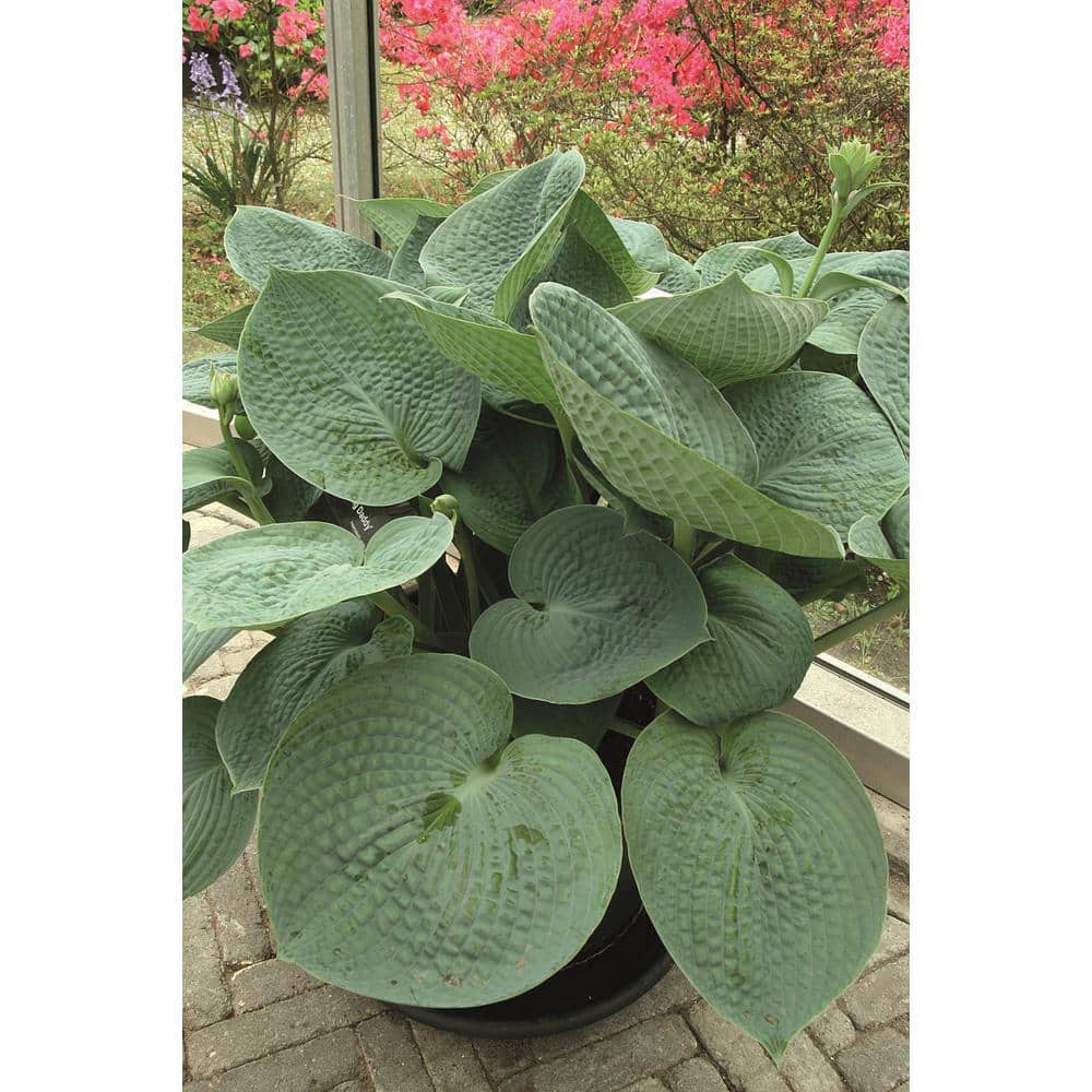 BELL NURSERY 1 Gal. Big Daddy Hosta Live Flowering Shade Perennial ...