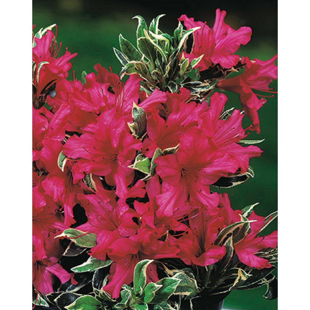 Reviews for BELL NURSERY 1 Gal. Silver Sword Azalea Live Flowering ...