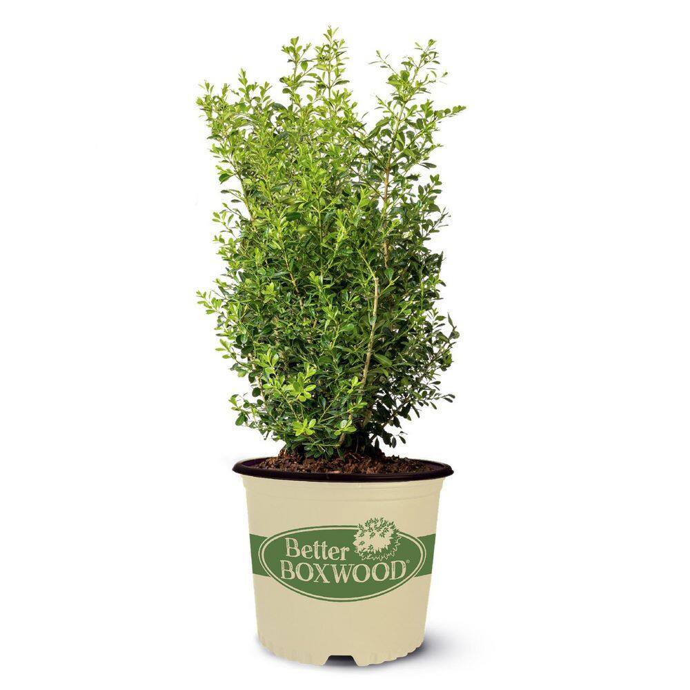 BETTER BOXWOOD 2 Gal. Skylight Boxwood, Evergreen Shrub With Glossy ...