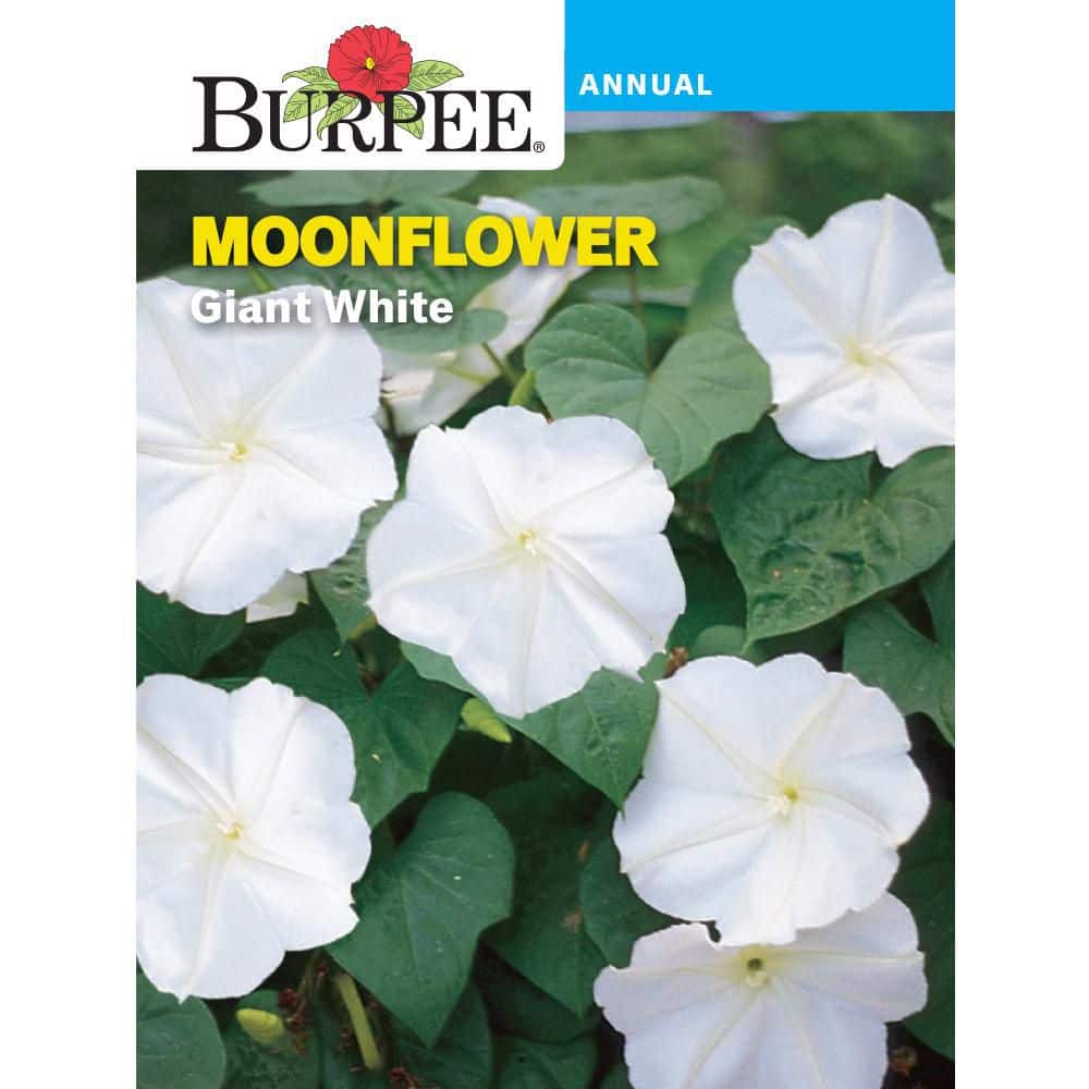 Burpee Moonflower Giant White Seed 44083 - The Home Depot
