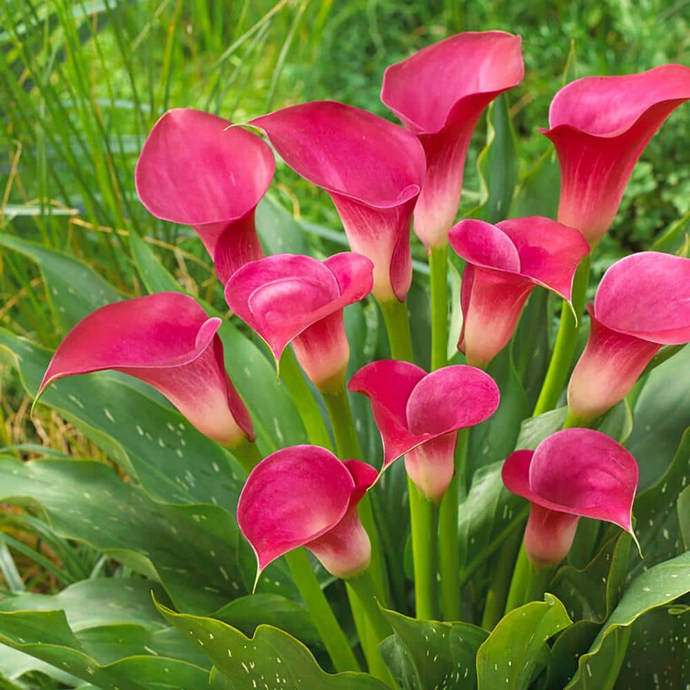 VAN ZYVERDEN Premium Callas Pink Jewel Bulbs (Set of 3) 84498 - The ...