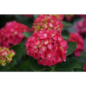 PROVEN WINNERS 1 Gal. Wee Bit Grumpy Bigleaf Hydrangea (Hydrangea ...