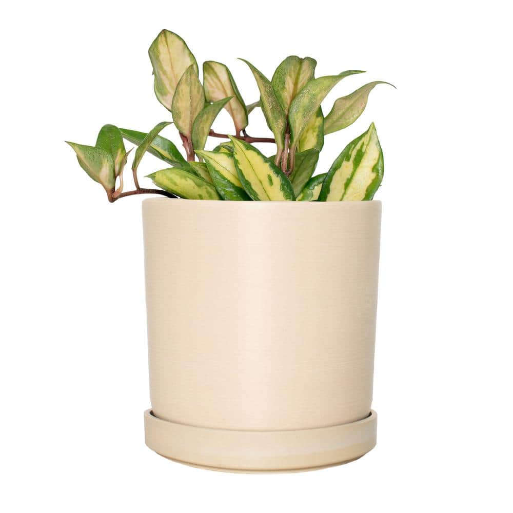 national PLANT NETWORK 5 in. Cream Upcycled Planter with 4 in. Hoya Tri ...