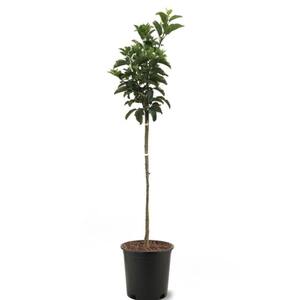 5 gal. Red Rome Beauty Apple Tree APPROM05G - The Home Depot