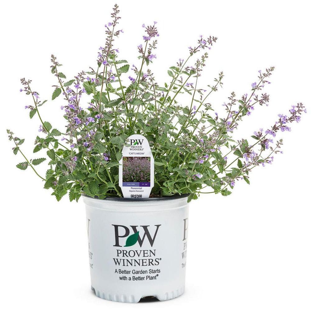BELL NURSERY 3 Gal. Cat's Meow Nepeta (Catmint) Live Flowering Full Sun ...