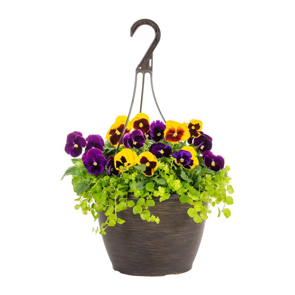 Metrolina Greenhouses 1.75 Gal. Vigoro Select Fall Pansy Combo Hanging ...