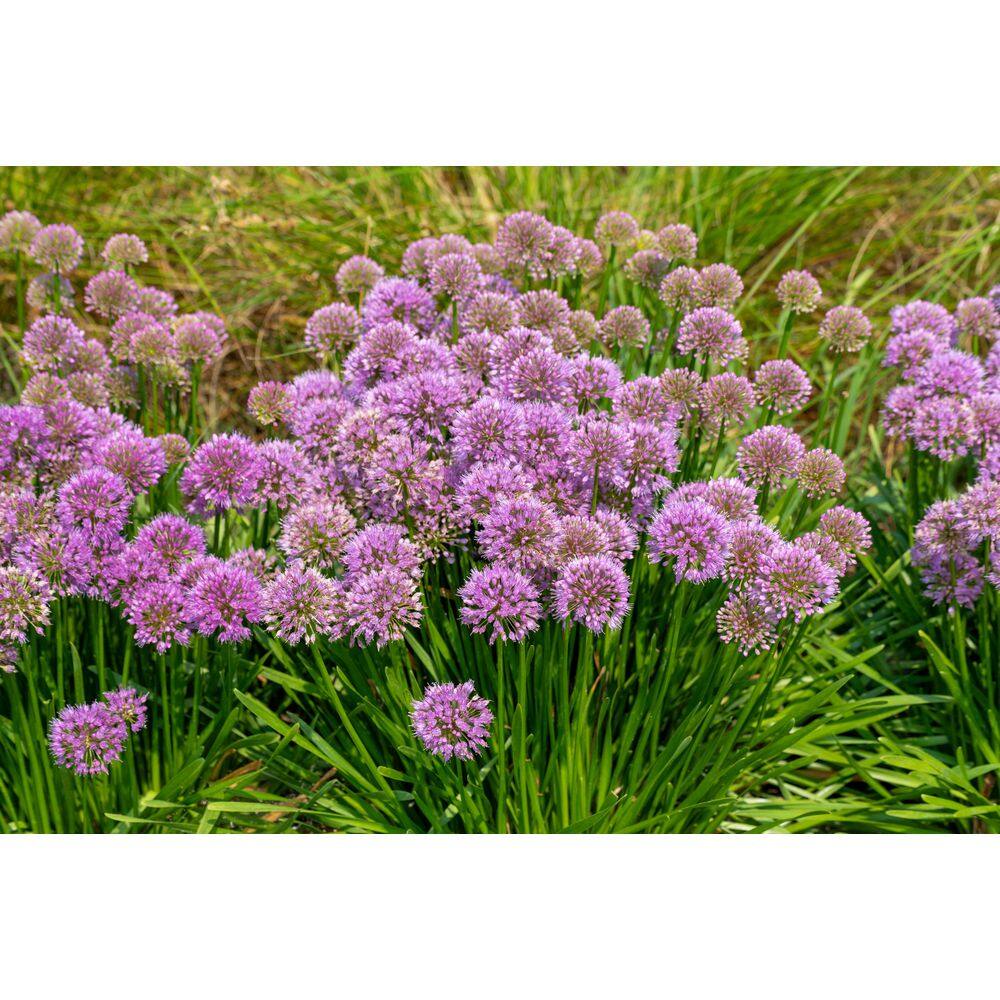 Online Orchards 1 gal. Allium Millenium Flowering Shrub (2-Pack ...