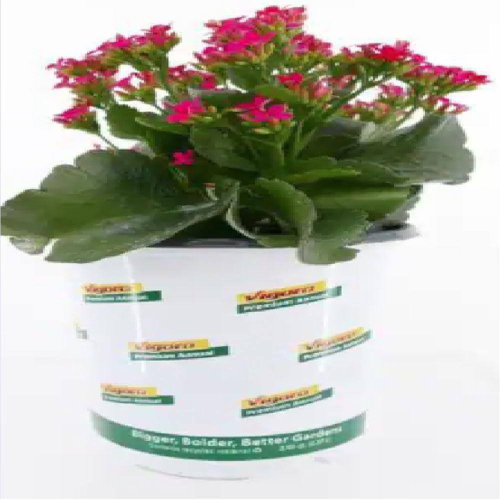 Vigoro 2.5 Qt. Annual Magenta Kalanchoe Lican 1688 - The Home Depot