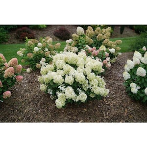 Proven Winners 4.5 in. qt. Tiny Quick Fire Panicle Hydrangea (Hydrangea ...
