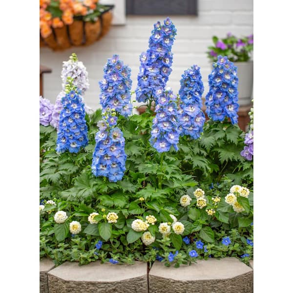 Delphinium Aurora Blue