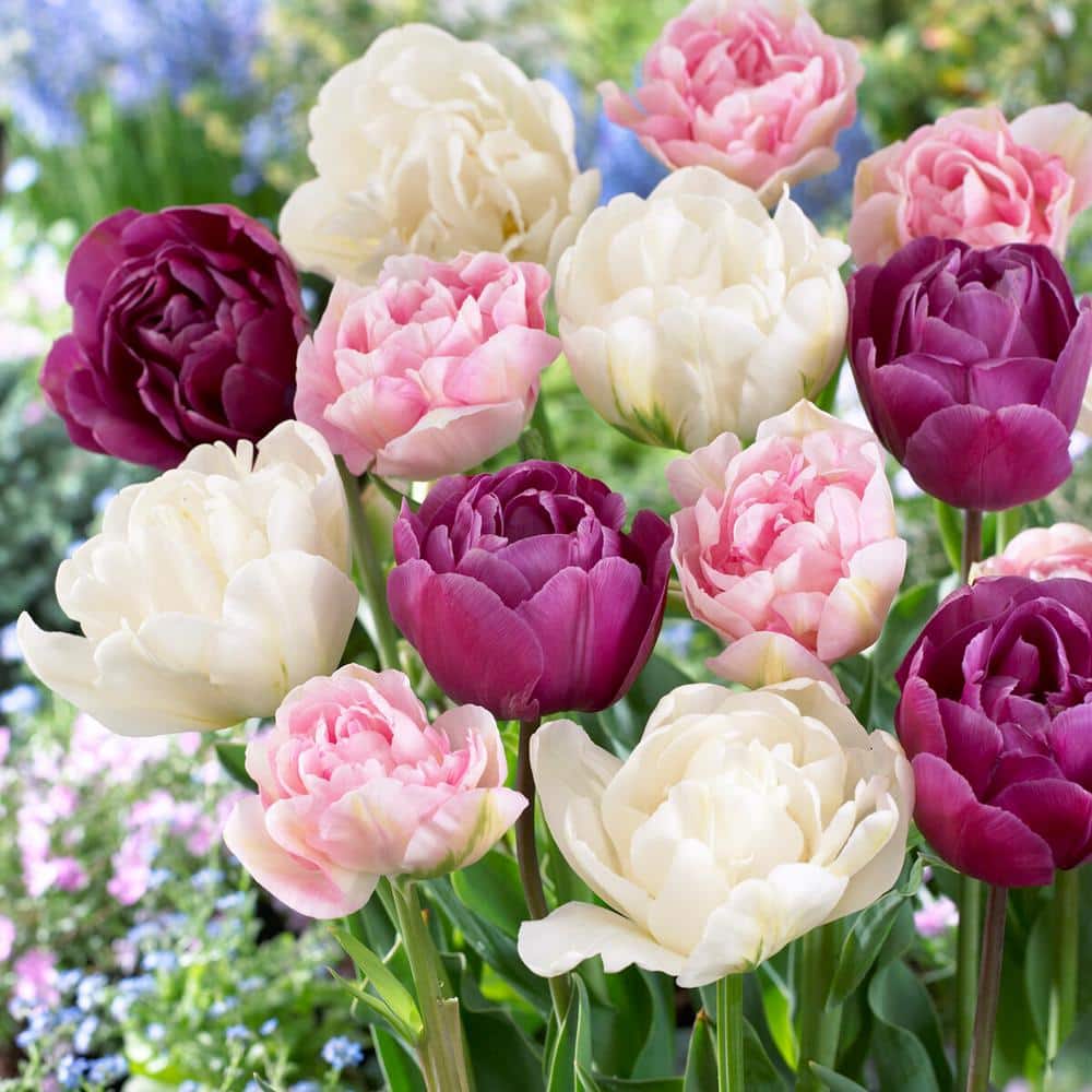 Garden State Bulb 12/+ cm, Double Dutch Double Late Mix Tulip Flower ...
