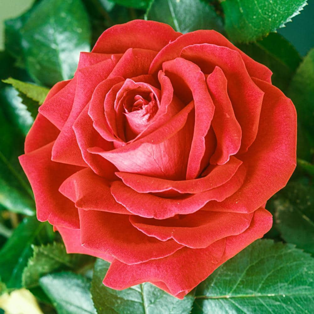 Reviews for DIRECT GARDENING Tropicana Hybrid Tea Rose, Dormant Bare ...
