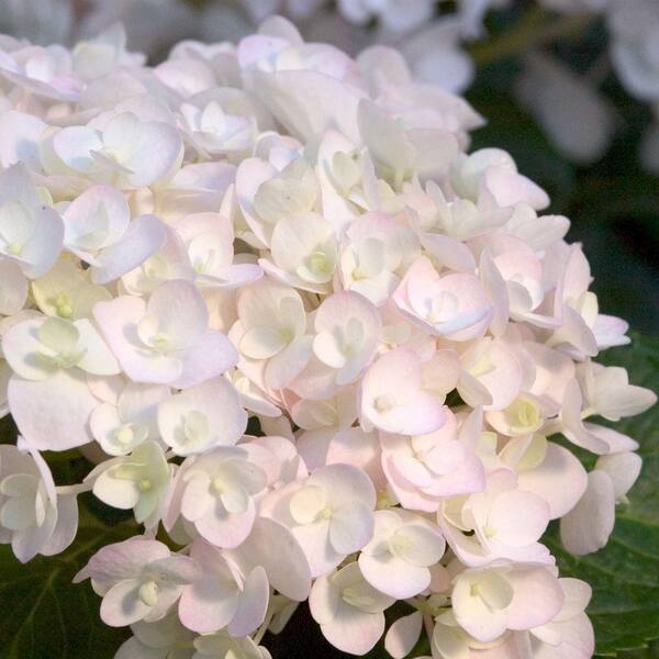 Endless Summer Hydrangea Blushing Bride