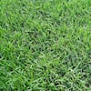 Harmony 500 sq. ft. Bermuda Sod (1-Pallet) HH500B1 - The Home Depot