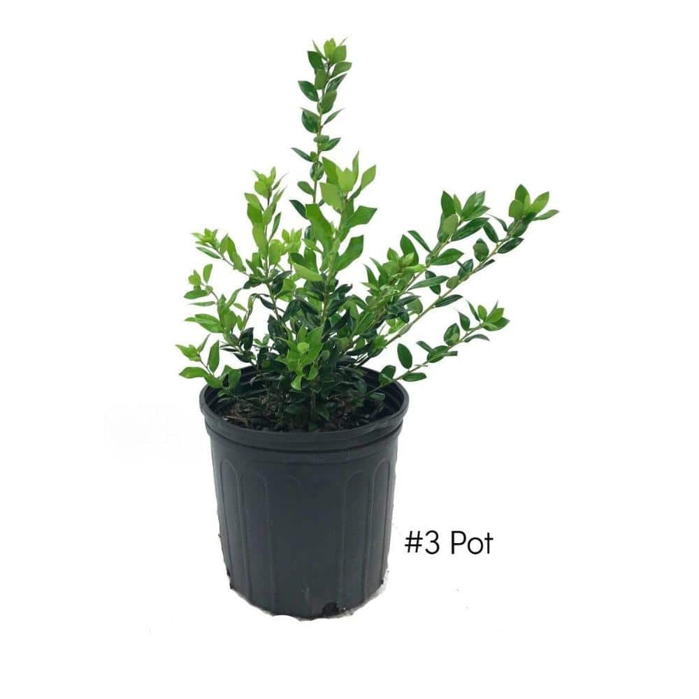3 Gal. Needle Point Holly Evergreen Tree HOLNEE03G - The Home Depot