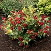 VAN ZYVERDEN Weigela Maroon Swoon 4 in. Potted Rocketliners (Set of 3 ...