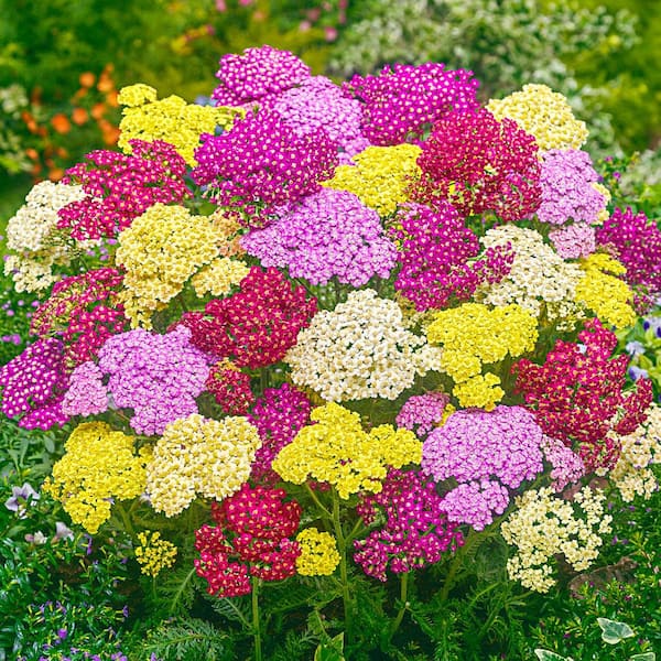 DIRECT GARDENING 1 Gal. Pot, Summer Pastels Yarrow Flowering Potted ...