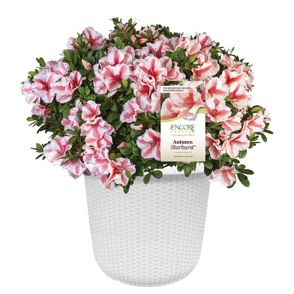 ENCORE AZALEA 2 Gal. Autumn Starburst Azalea Shrub with Bicolor Coral ...