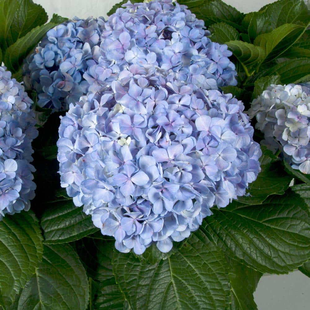 SOUTHERN LIVING 2.5 Qt. Big Daddy Hydrangea (Macrophylla) Live ...