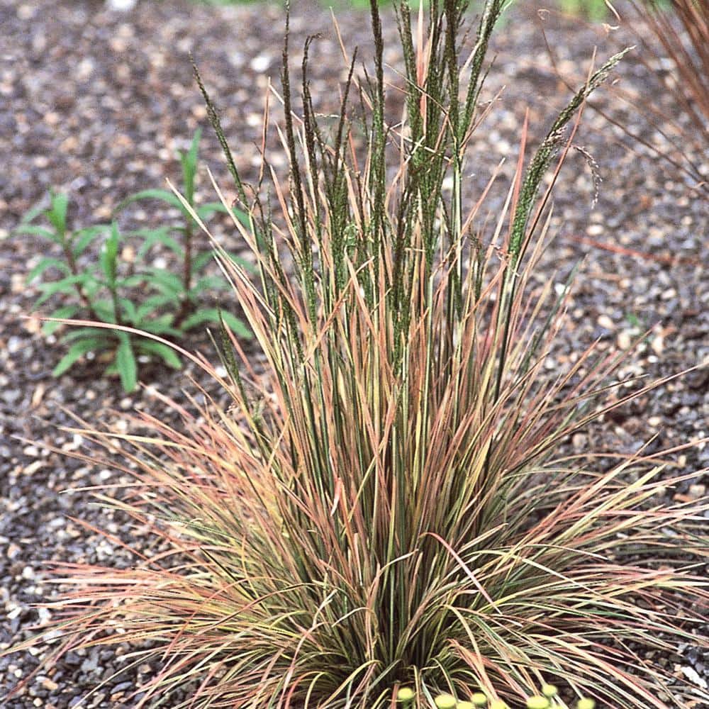 Vigoro 1 Gal. Vigoro Perennial Grass Deschampsia in Grower Pot ...