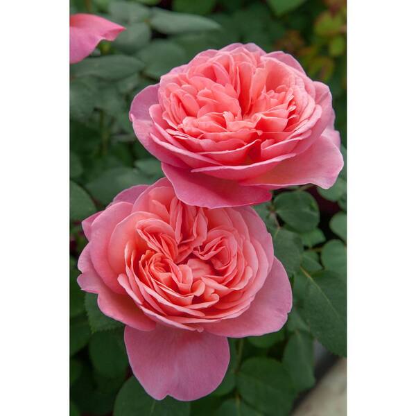 BLOOMABLES Bareroot Scentables Sweet Mademoiselle Hybrid Tea Rose Bush ...