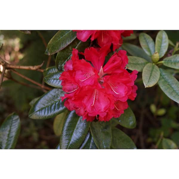 Red Rhododendron