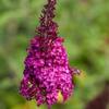 FIRST EDITIONS 3 Gal. Funky Fuchsia Butterfly Bush Flowering Shrub with ...