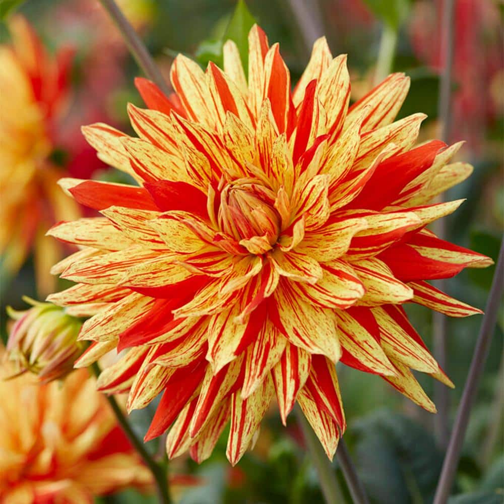 Vigoro Striped Vulcan Semi Cactus Dinnerplate Dahlia Flower Bulbs, Bare ...
