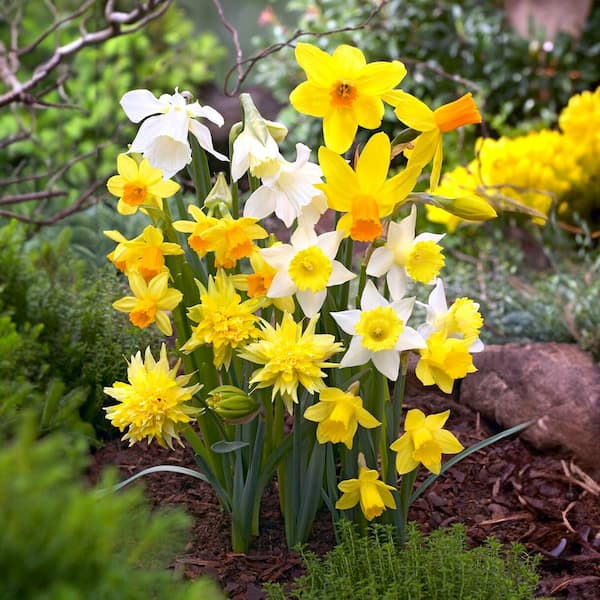 Garden State Bulb 12/14 cm Narcissus Rock Garden Mix Daffodil Flower ...
