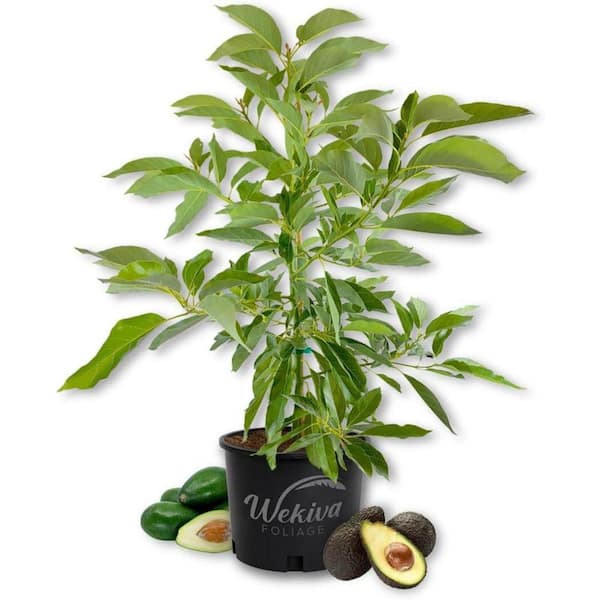 Wekiva Foliage 3 Gallon Wurtz Fruit-Bearing Avocado Tree (Persea ...