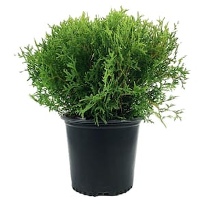 2.5 QT Golden Globe Arborvitae (Thuja o. Globosa Aurea) Evergreen Shrub 1-Each O882001 - The ...