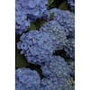 BELL NURSERY 3 Gal. Mathilda Gutges Bigleaf Hydrangea (Hydrangea ...