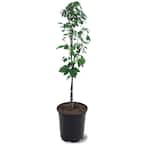 1 Gal. River Birch Multi-Trunk Shade Tree BIRDUR01G - The Home Depot