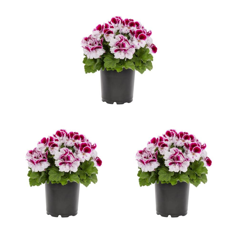 METROLINA GREENHOUSES 2 qt. Regal Geranium Red and White Bicolor Annual ...