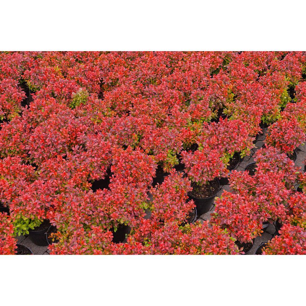 Online Orchards 2 Gal. Crimson Pygmy Dwarf Japanese Barberry Shrub Rich ...