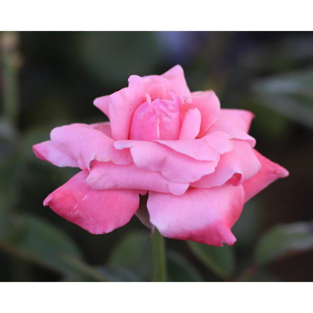 SEASON TO SEASON 2 Gal. Queen Elizabeth Rose with Pink Flowers 19164 ...