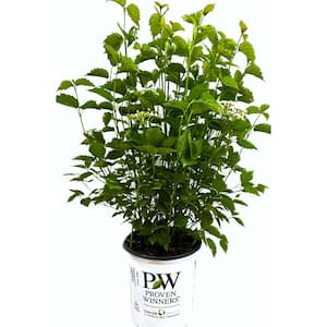 SOUTHERN LIVING 3 Gal. Coppertop Sweet Viburnum Shrub with Olive Green ...