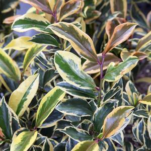 SOUTHERN LIVING 2 Gal. Cast in Bronze Distylium, Evergreen Shrub with ...