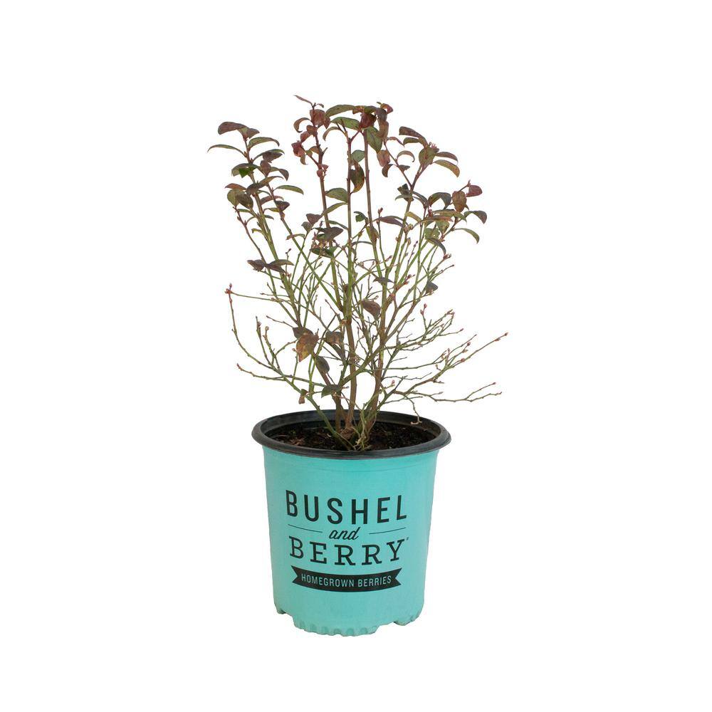 BUSHEL AND BERRY 2 Gal. Bushel and Berry Blueberry Live Plant #2 ...