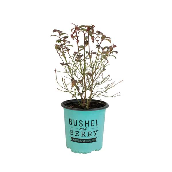 BUSHEL AND BERRY 2 Gal. Bushel and Berry Blueberry Live Plant #2 ...