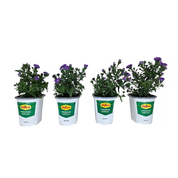 Vigoro 1.38 Pt. Aster Purple Plant Flowers in 4.5 in. Grower's Pot (4 ...
