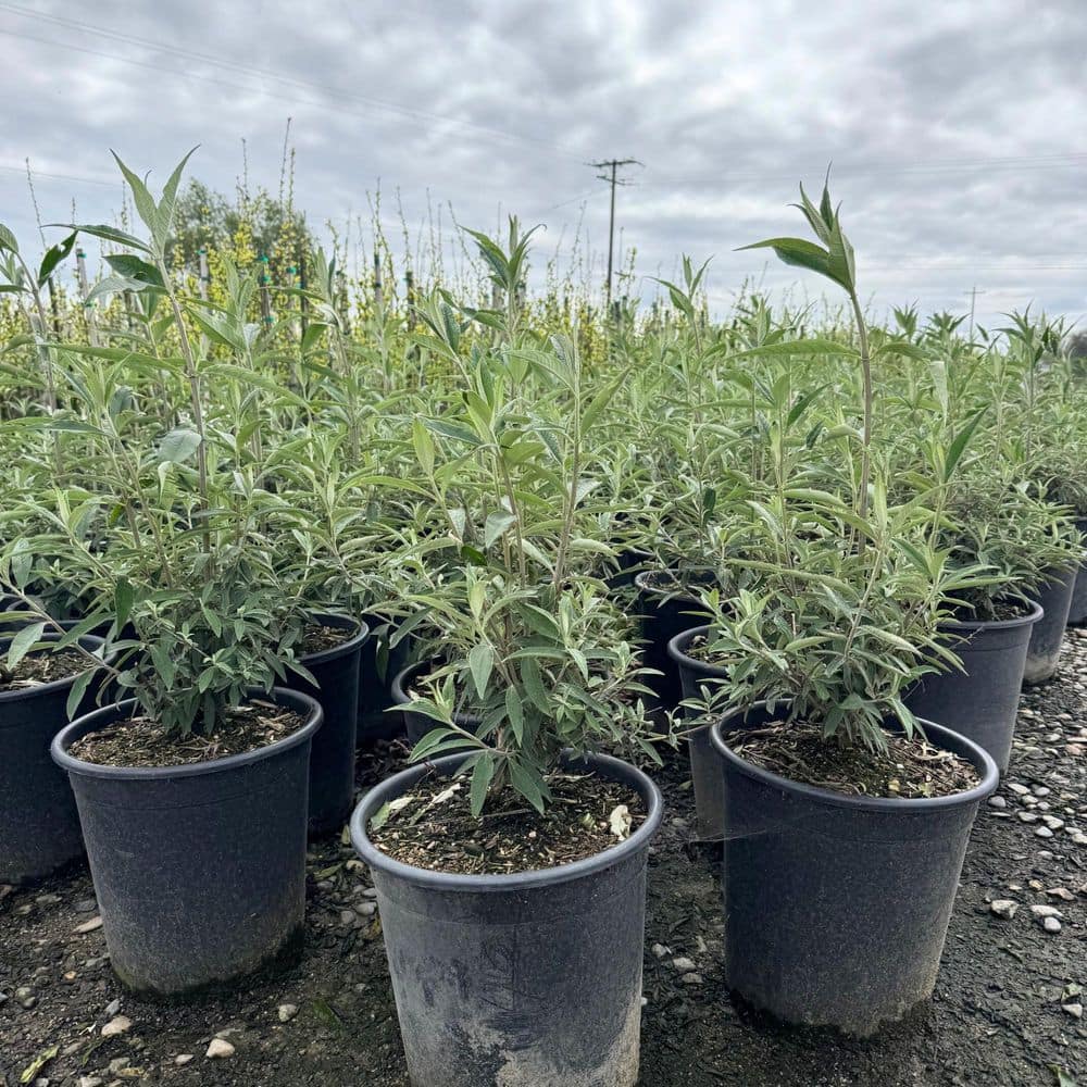 Alder & Oak #5 container Black Knight Butterfly Bush shrub (single) BUBL05 - The Home Depot