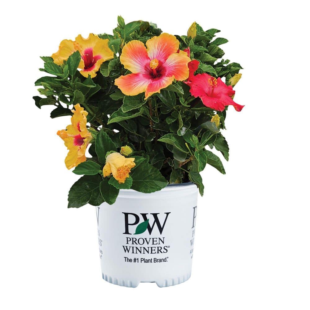 Proven Winners 1 Gal. Hollywood Hibiscus Bloom Bash Tropical Hibiscus ...